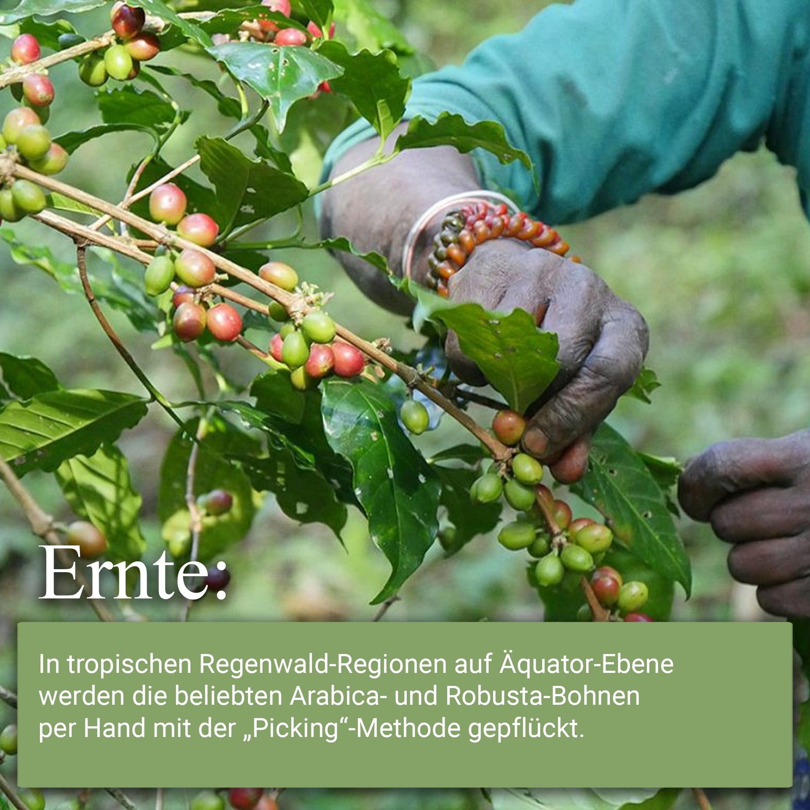 Martello Kaffee AMILANO - 10 Kapseln